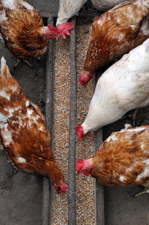 Domestic white and brown chicken eating millet. – Ventura Grain Co. Inc.
