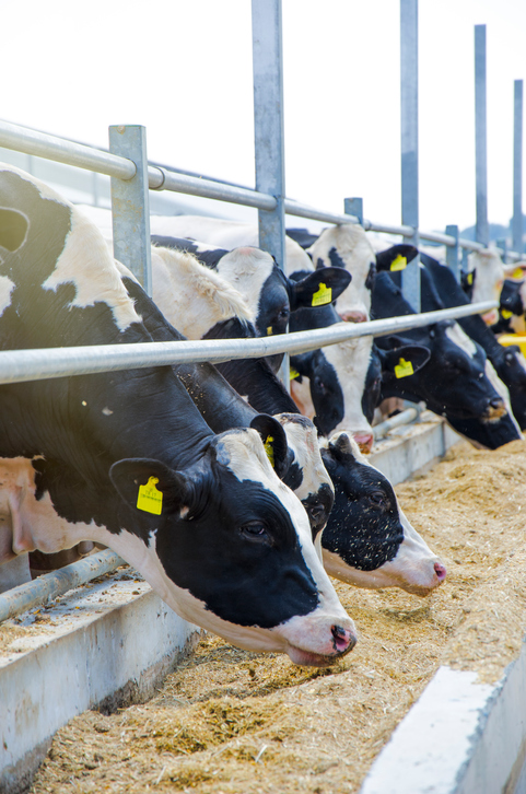 Cows in row – Ventura Grain Co. Inc.